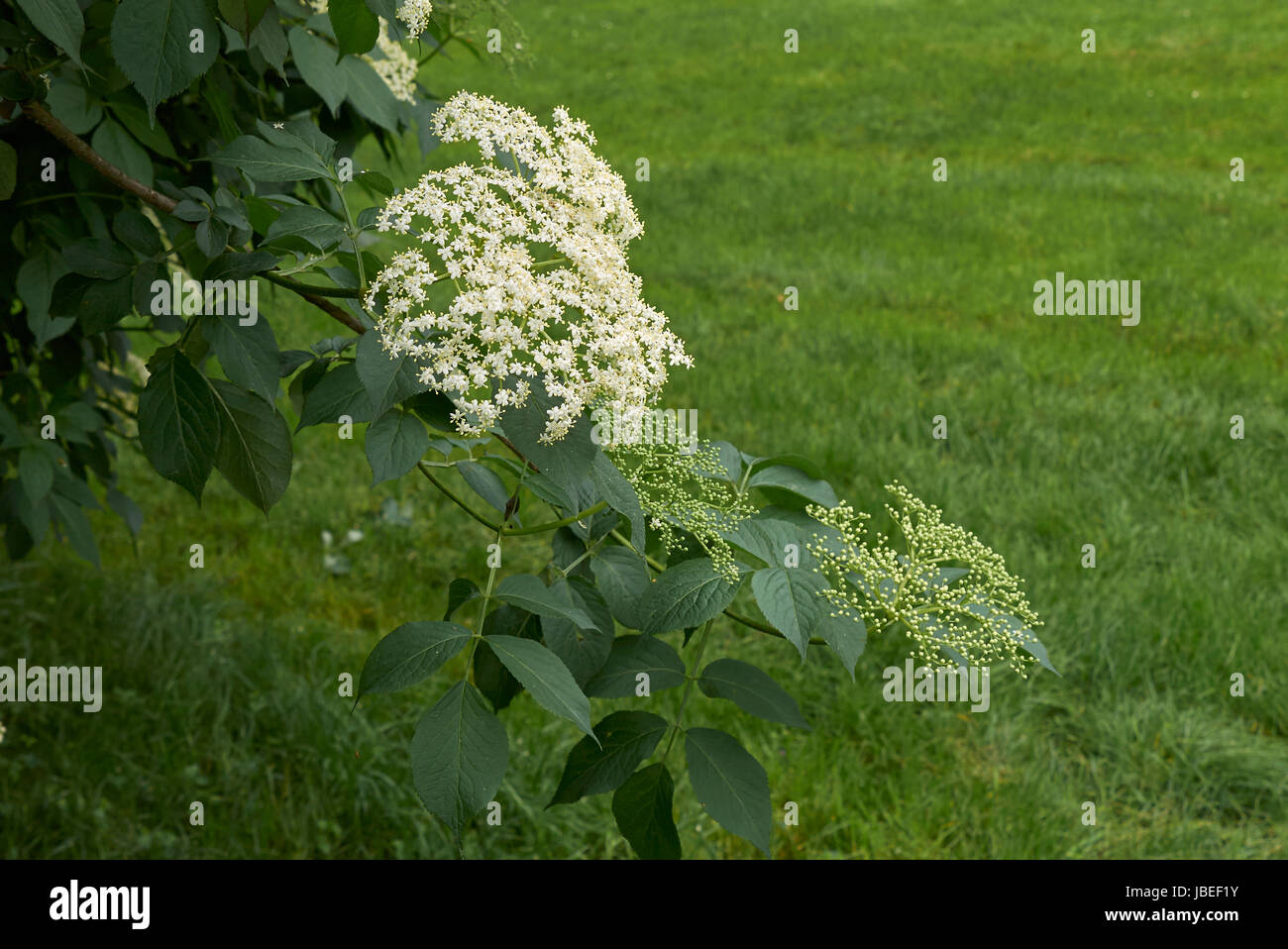 Blossom elder tree sambucus nigra hi-res stock photography and images ...