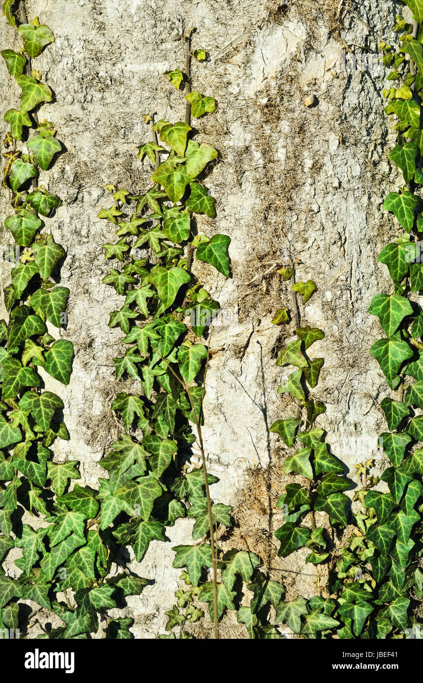 Green English Ivy On The Old Tree Stock Photo - Alamy