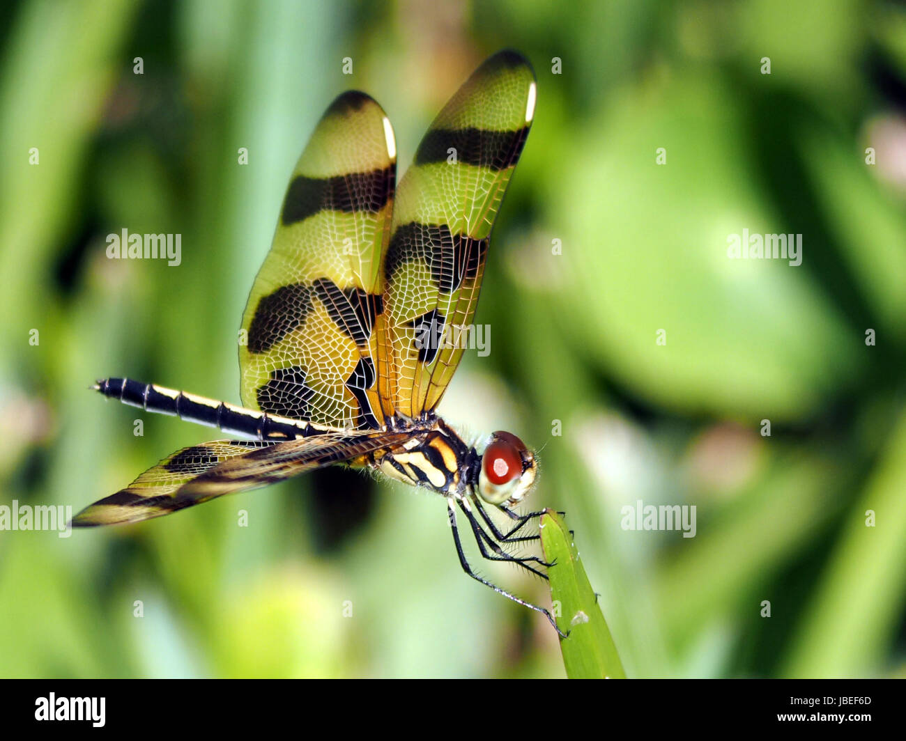 Halloween Pennant Dragonfly hanging onto a stem of grass Stock Photo ...