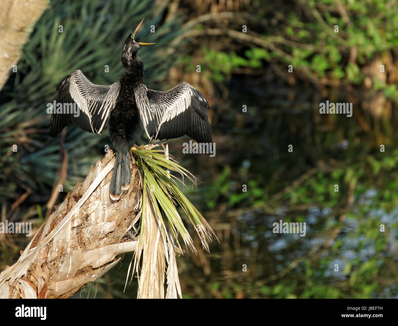 Male Anhinga with wings and beak open wide Stock Photo - Alamy