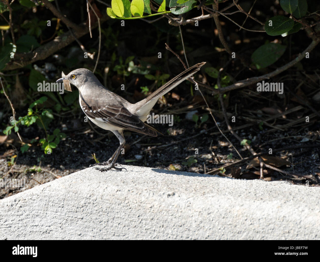 Northern mockingbird, nest hi-res stock photography and images - Alamy