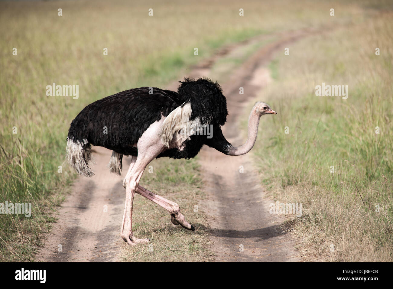 ostrich the big bird of africa Stock Photo - Alamy