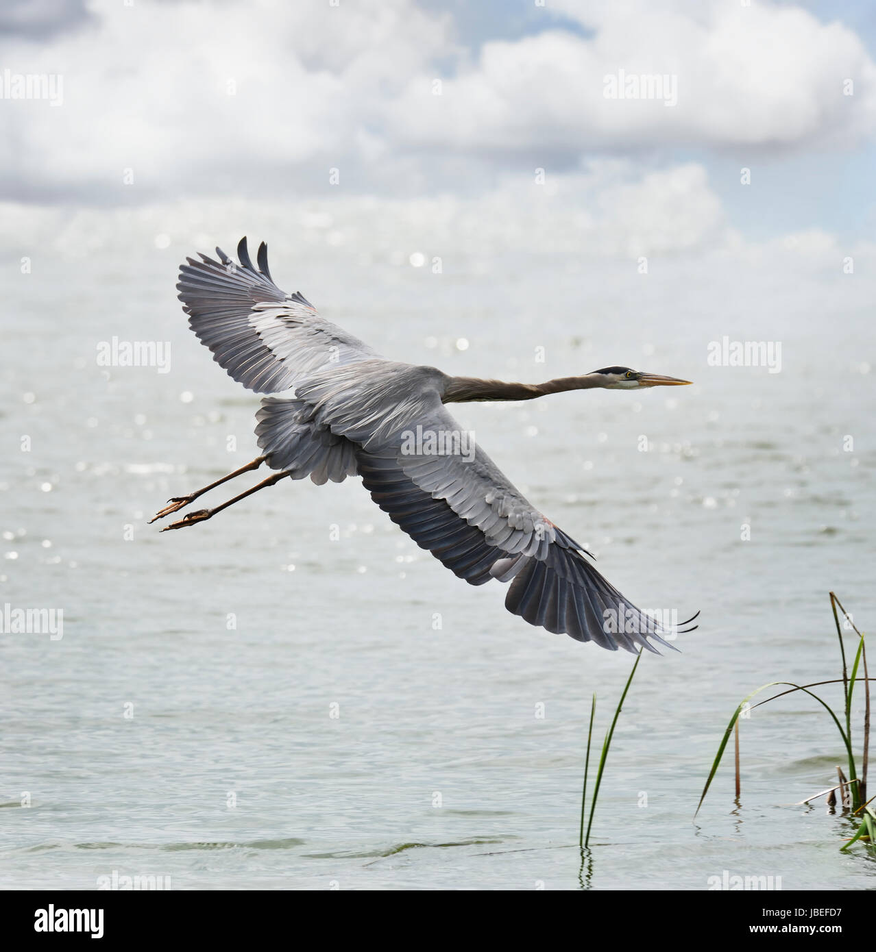 Great Blue Heron In Flight Stock Photo - Alamy