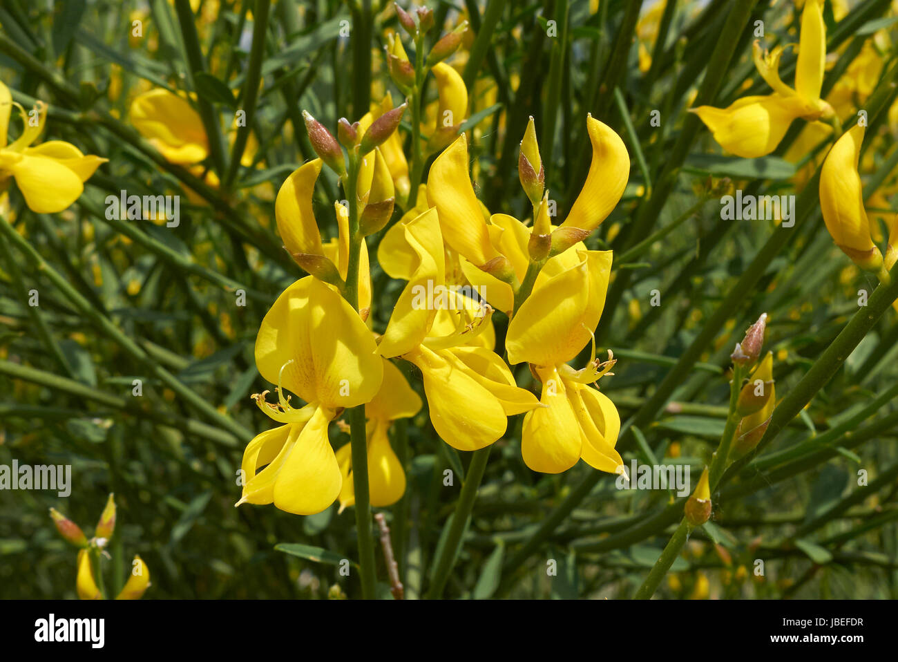 Spanish broom spartium junceum yellow scented fragrant shrub hi-res ...