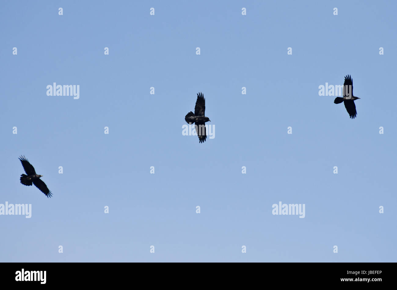 Black ravens hi-res stock photography and images - Alamy