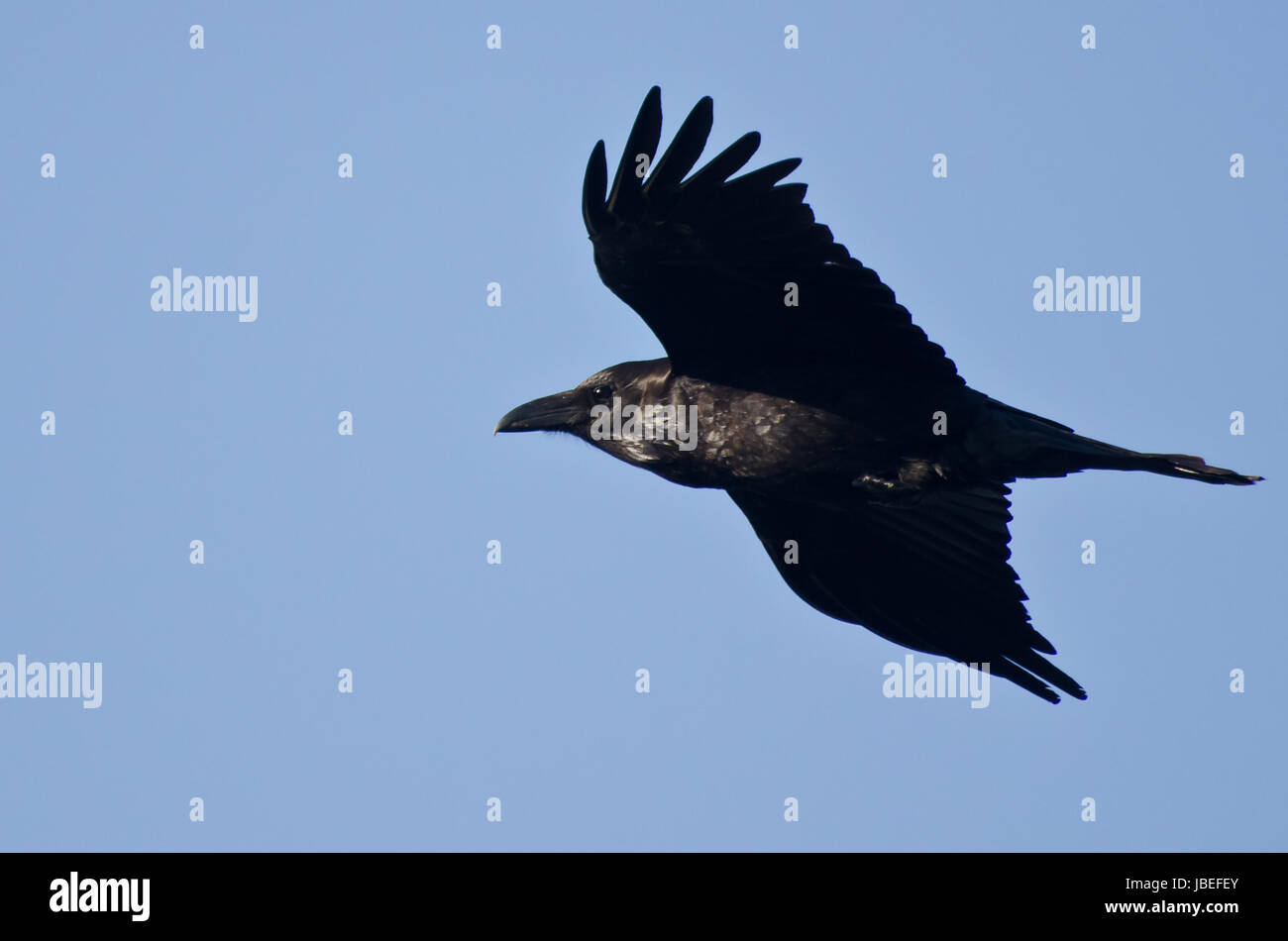 Black Raven Flying in a Blue Sky Stock Photo - Alamy