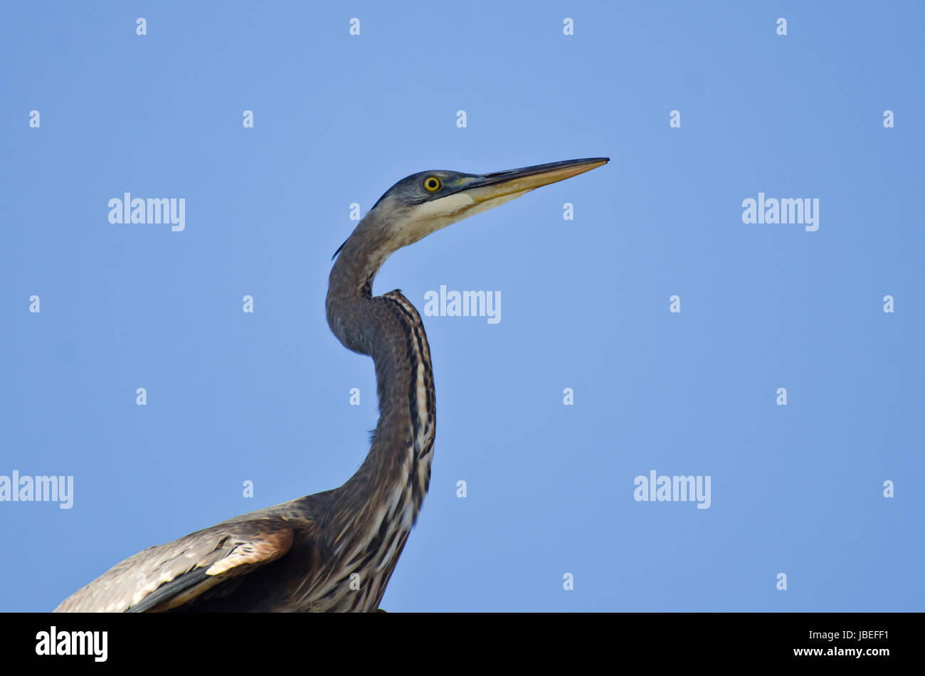 Great Blue Heron Profile Stock Photo - Alamy