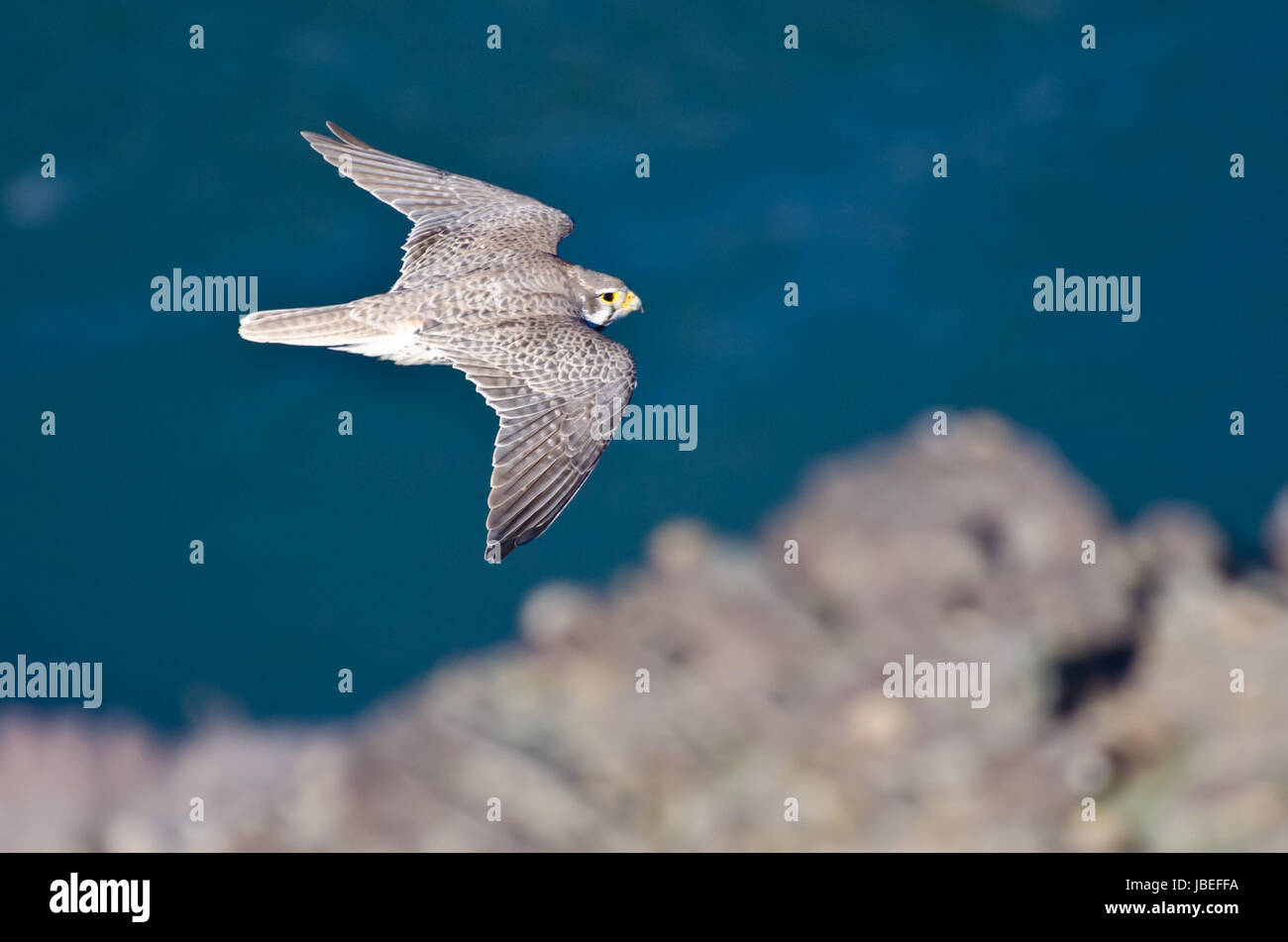 Peregrine Falcon in Flight Over the River Viewed From Above Stock Photo ...