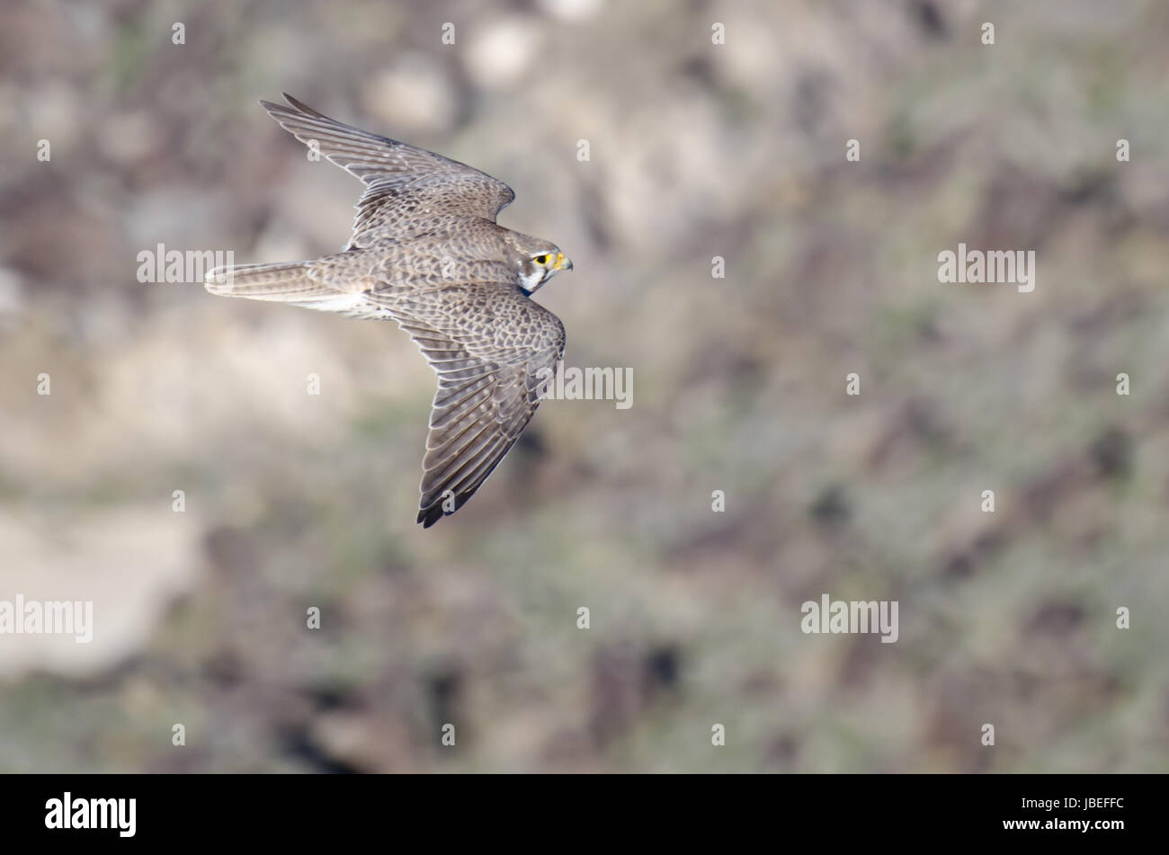 Peregrine Falcon in Flight Viewed From Above Stock Photo - Alamy