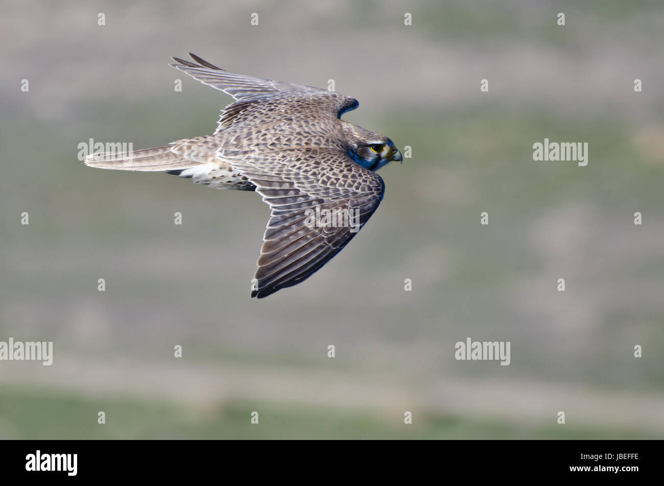 Profile of a Peregrine Falcon In Flight Stock Photo - Alamy