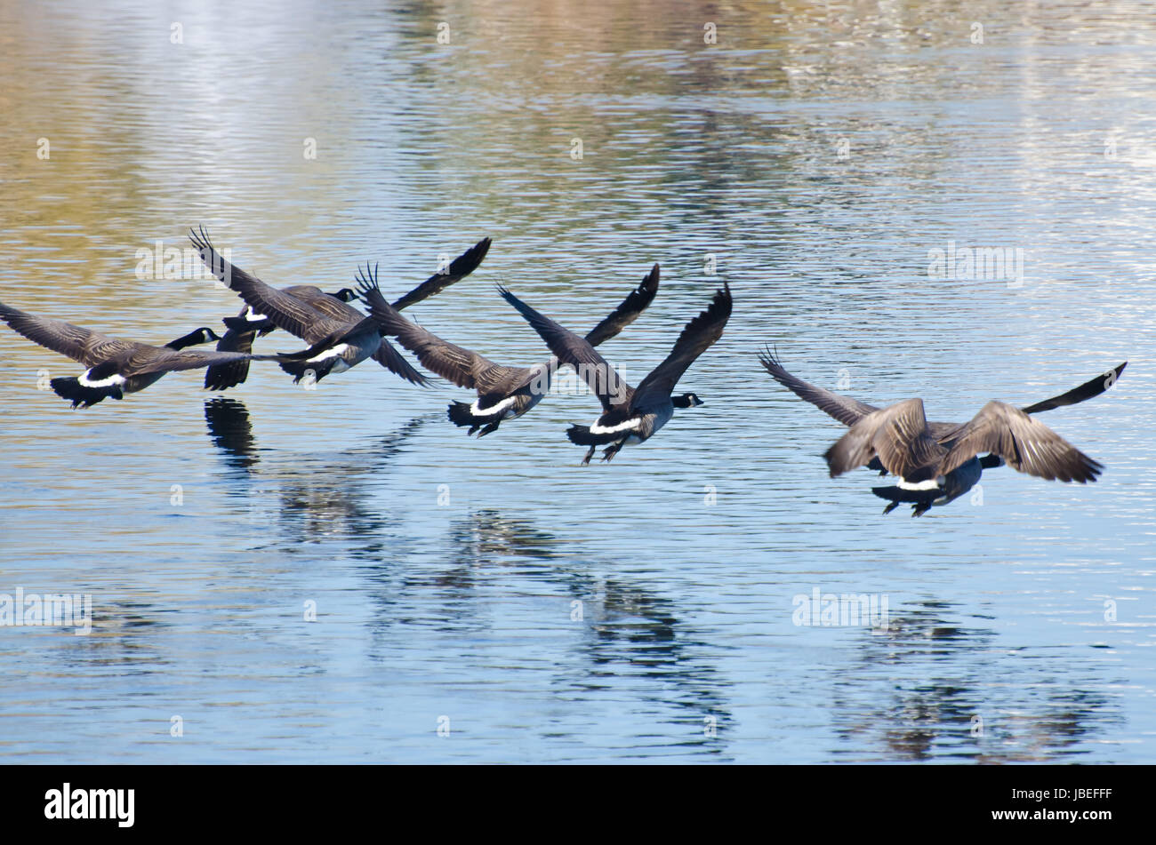 Canada Geese Flying Over Water Stock Photo - Alamy