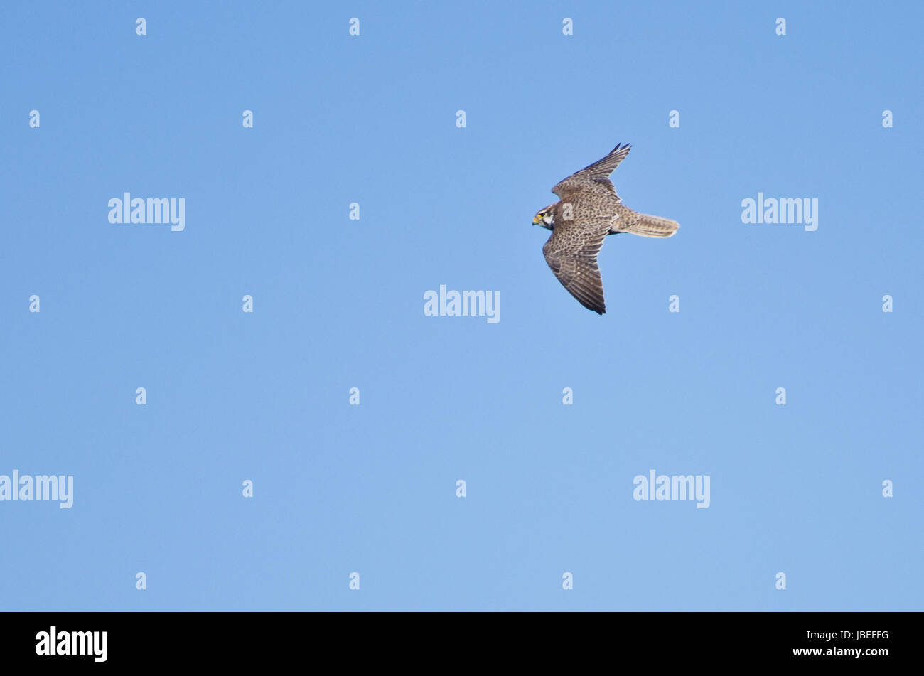 Peregrine Falcon Flying in a Blue Sky Stock Photo - Alamy