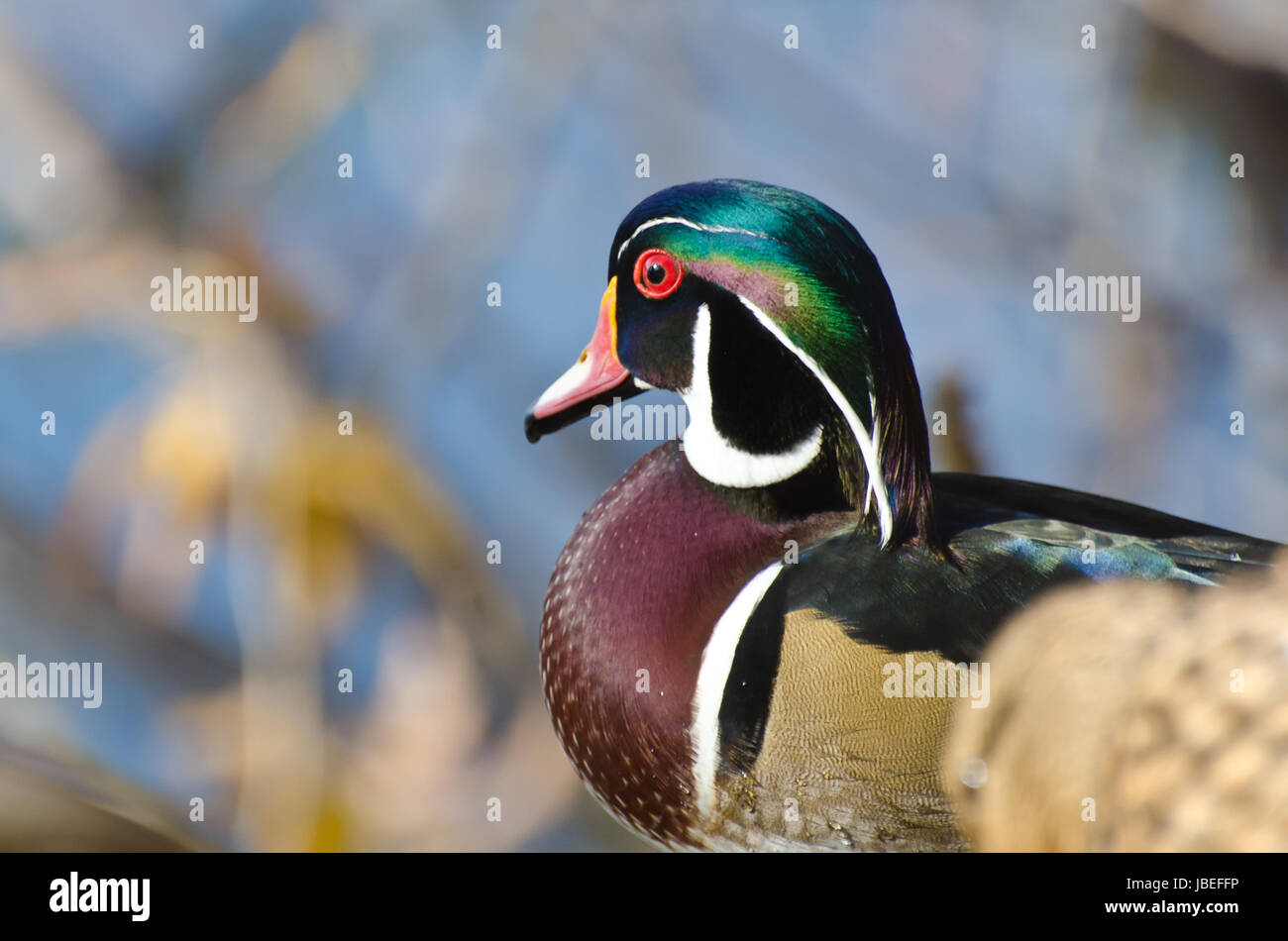 Male Wood Duck Profile Stock Photo - Alamy