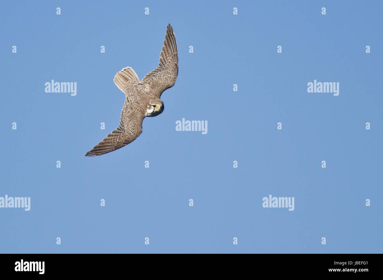 Peregrine Falcon Hunting on the Wing Stock Photo - Alamy