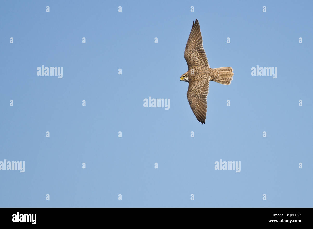 Peregrine falcon soaring hi-res stock photography and images - Alamy