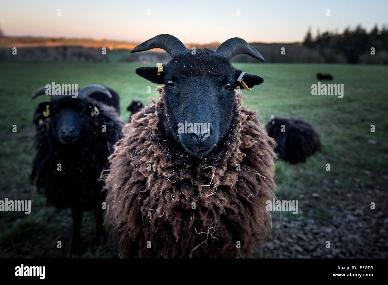 brown sheep with small horns looking directly into the camera Stock ...