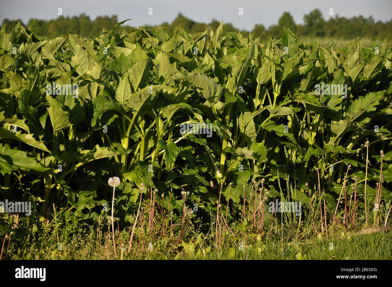 Silphie hi-res stock photography and images - Alamy