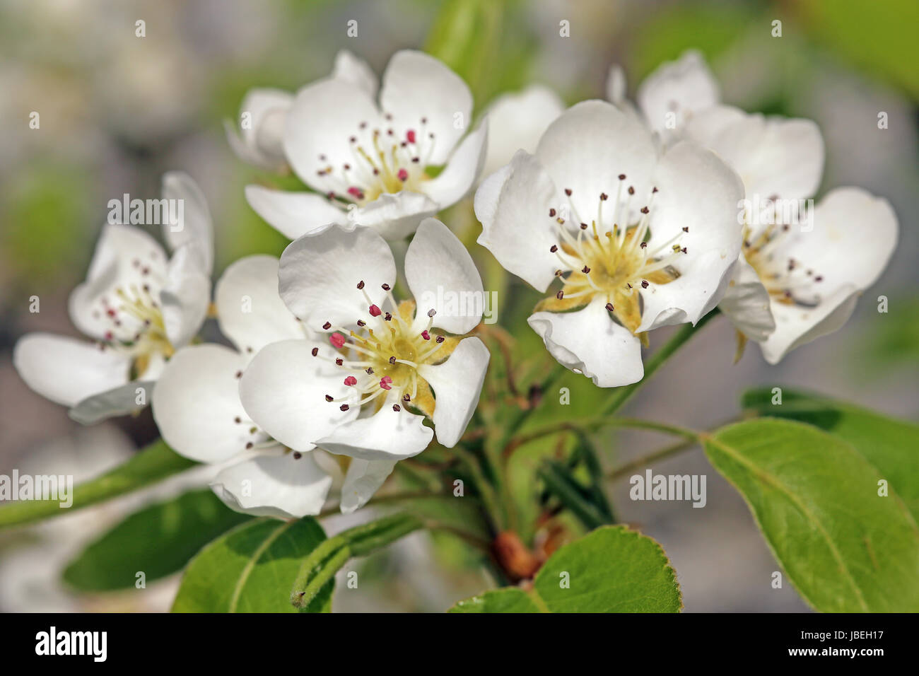 flowers blackboard bulb [conference pear] Stock Photo - Alamy