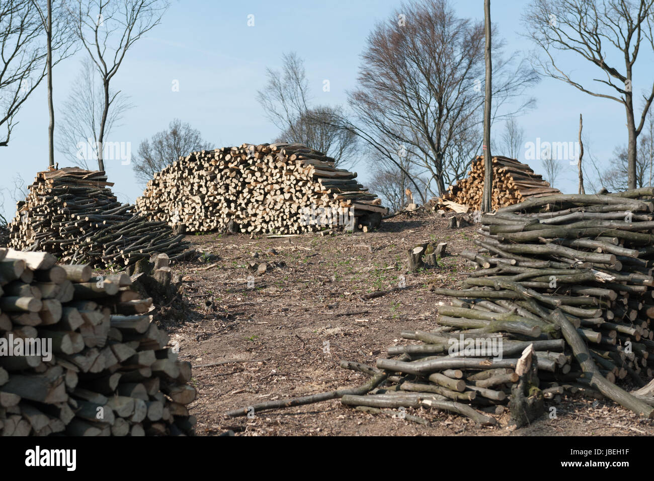 clearing in a forest with tree trunks laying on the ground Stock Photo ...
