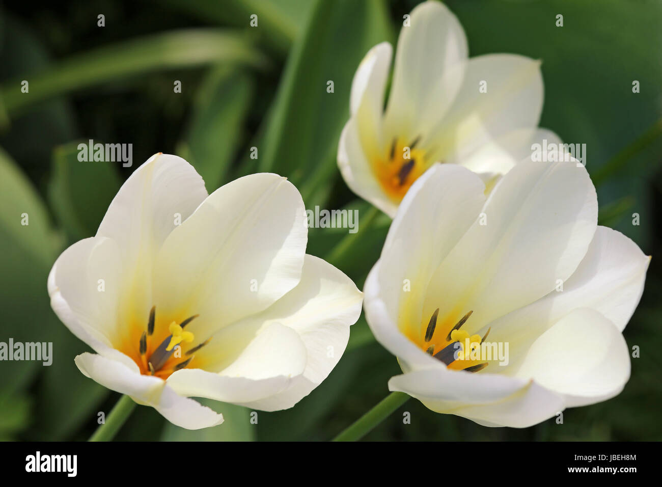 fosteriana tulip purissima Stock Photo - Alamy