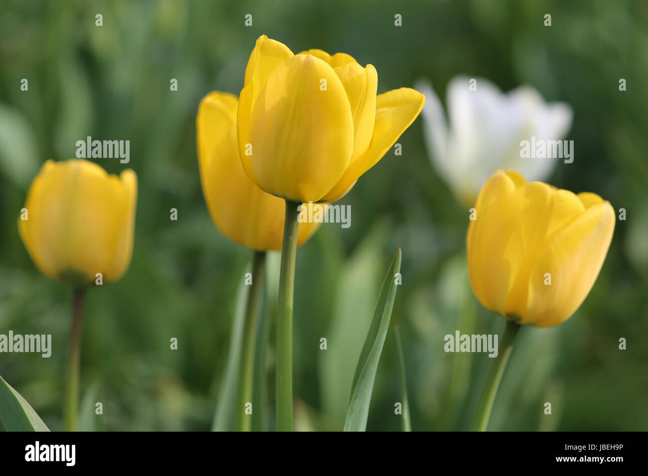 darwin hybrid tulip golden parade Stock Photo - Alamy