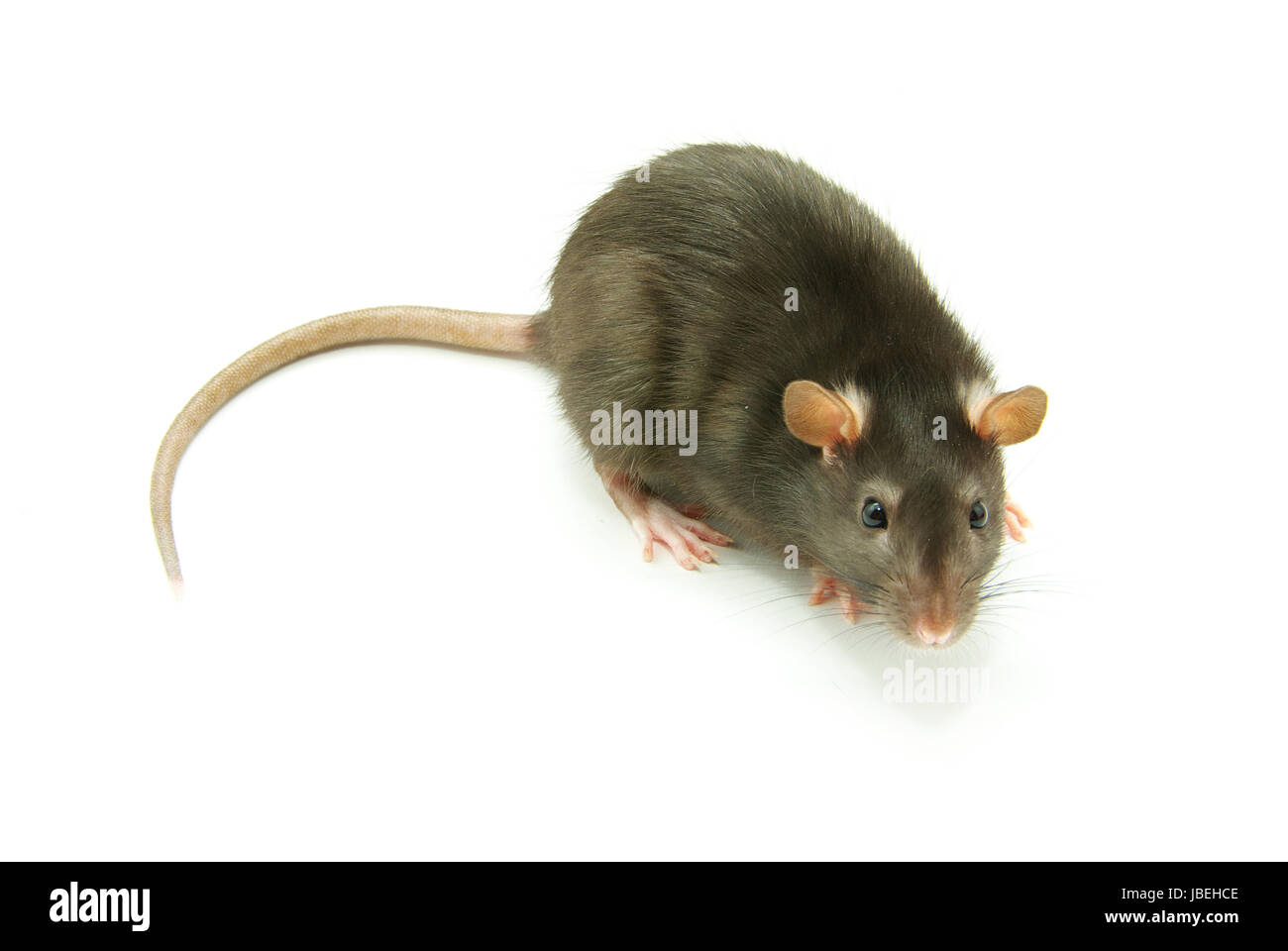 funny rat isolated on white background Stock Photo - Alamy