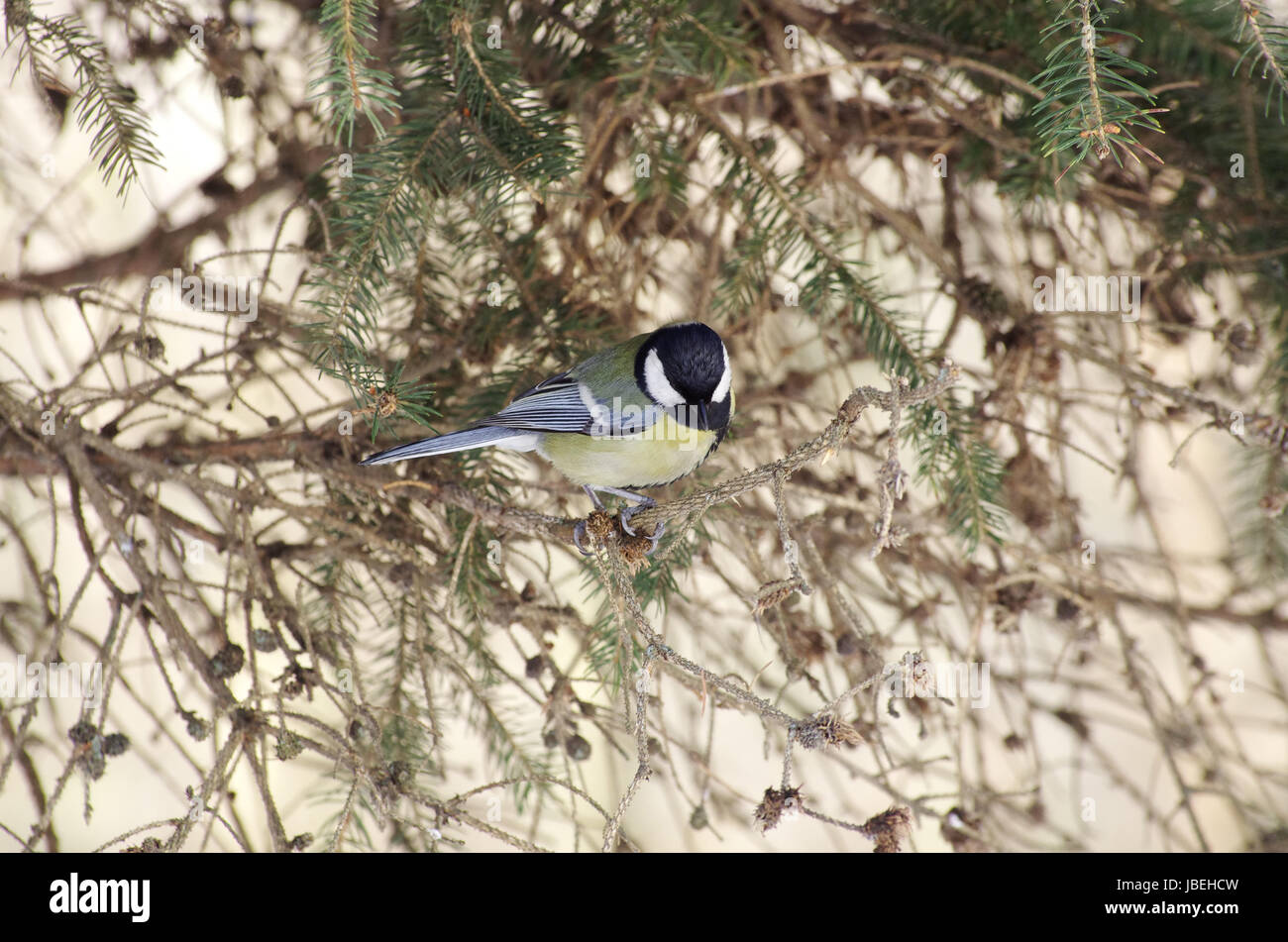 tit on branch front the beautiful background Stock Photo - Alamy