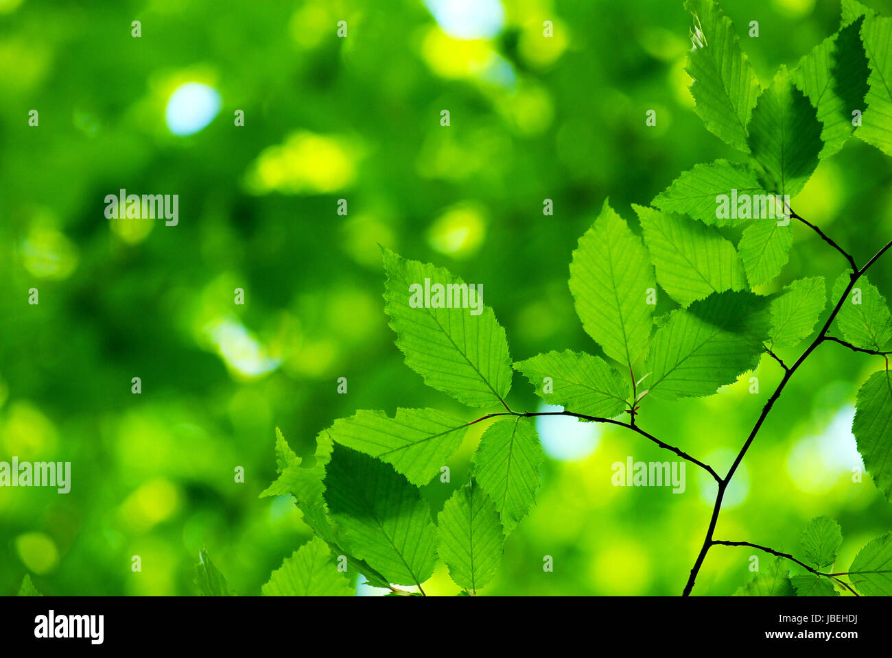 spring leaves background in green forest Stock Photo - Alamy