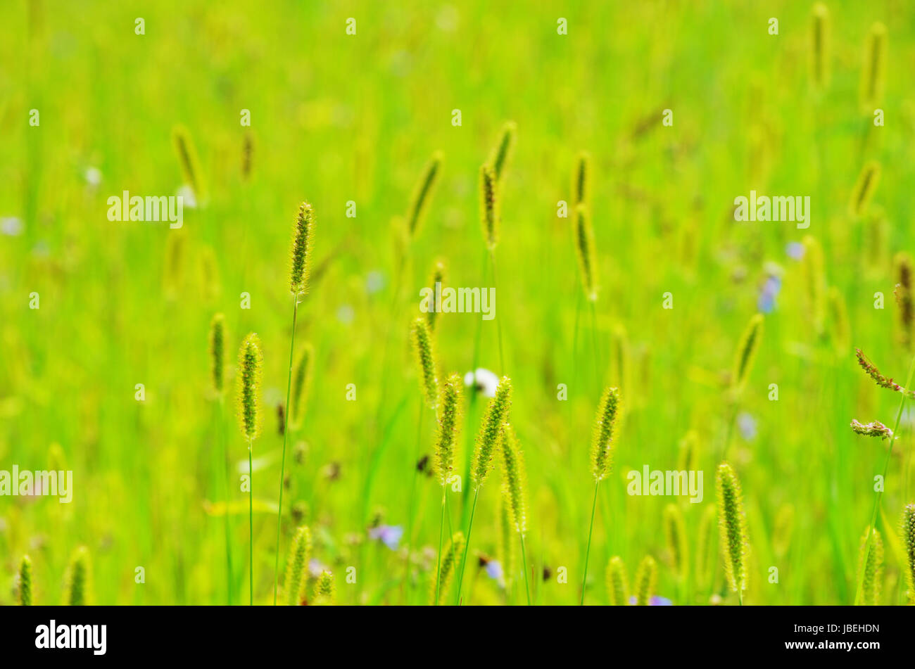 spring grass on the field Stock Photo - Alamy