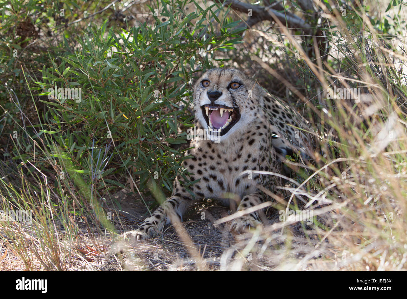 Cheetah Teeth Closeup High Resolution Stock Photography and Images - Alamy