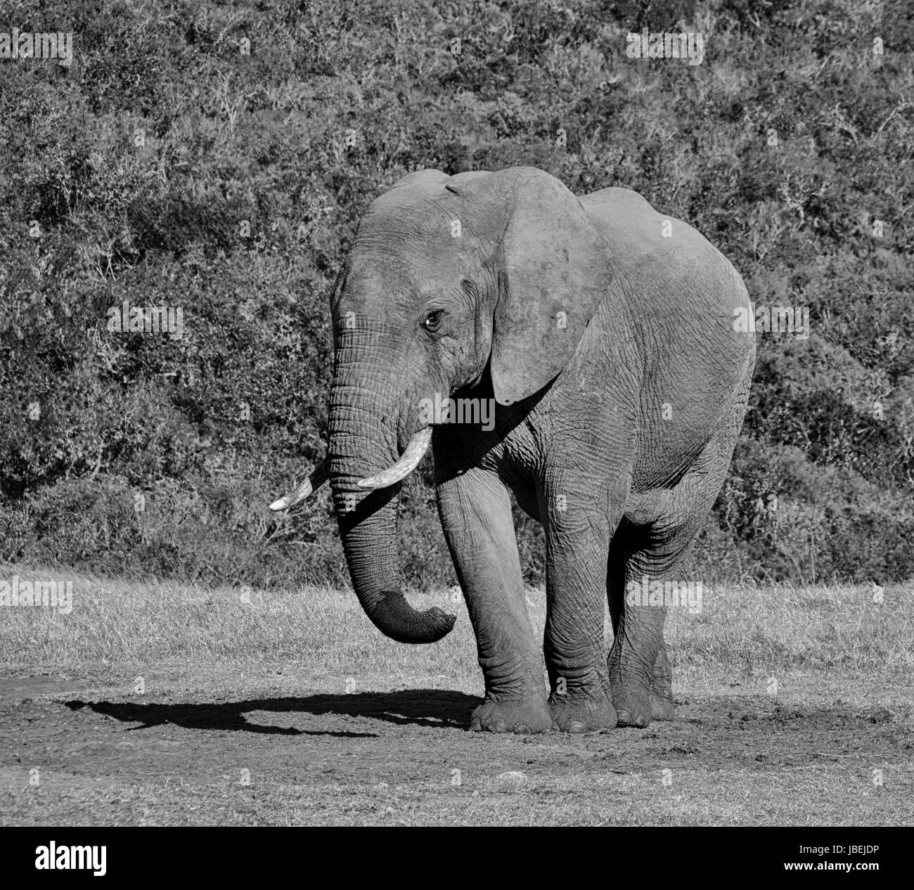 Adult African Elephant standing facing slightly away Stock Photo - Alamy