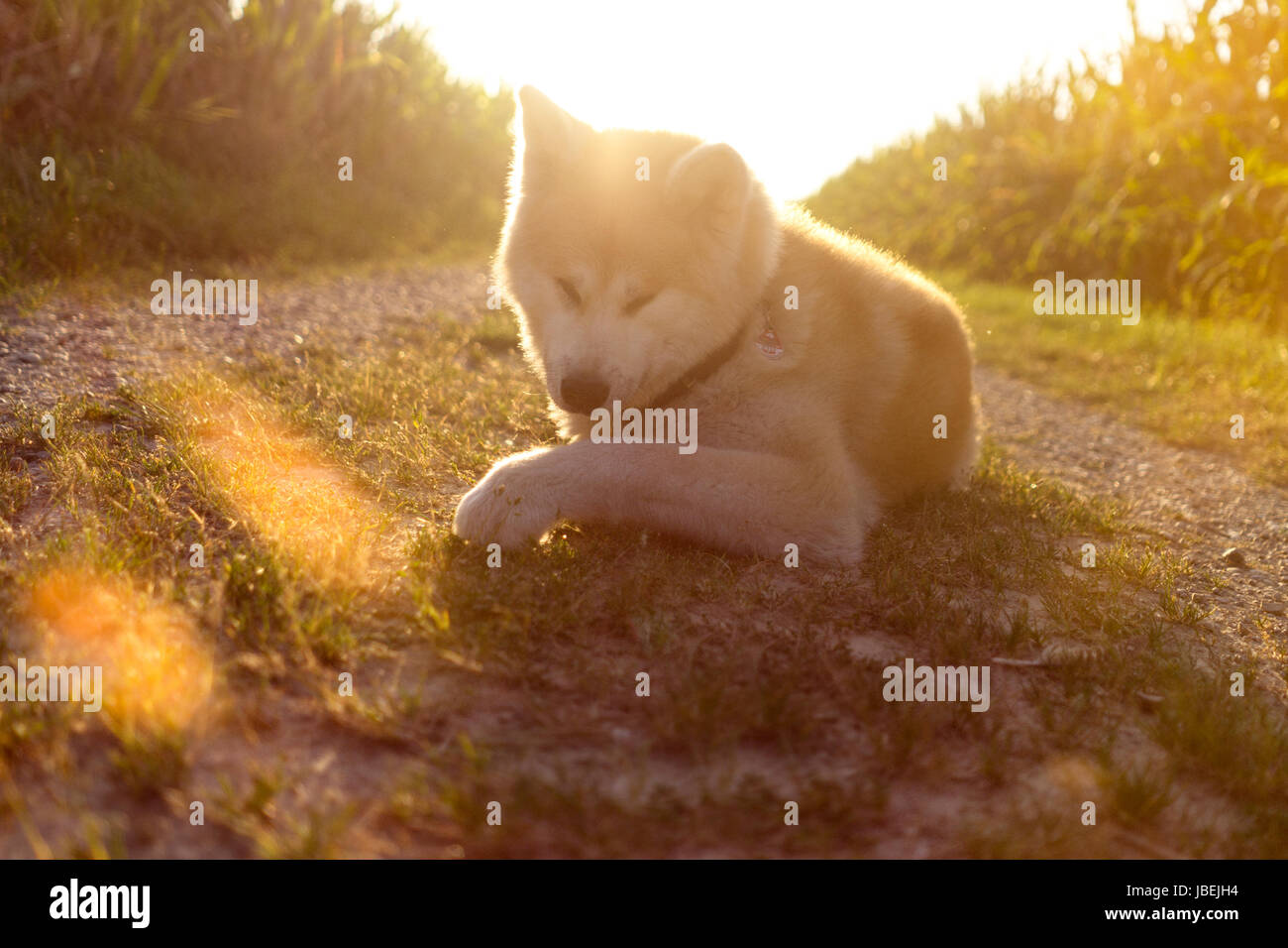 female akita on a path Stock Photo - Alamy