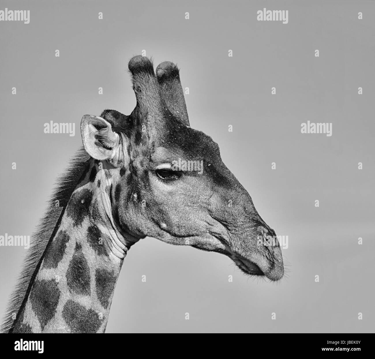 Closeup head shot portrait of a Giraffe Stock Photo - Alamy