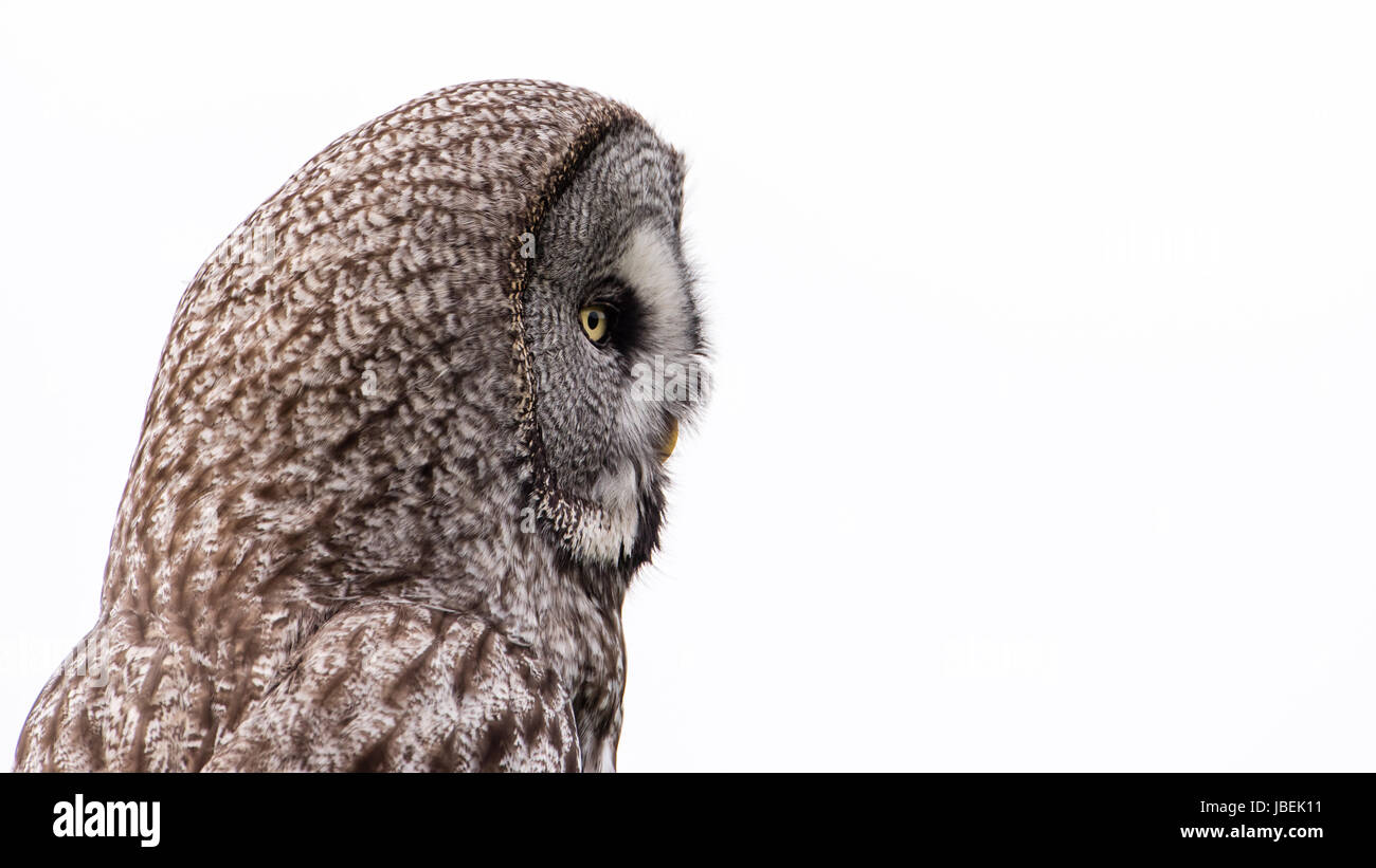 Owl Head Back High Resolution Stock Photography and Images - Alamy