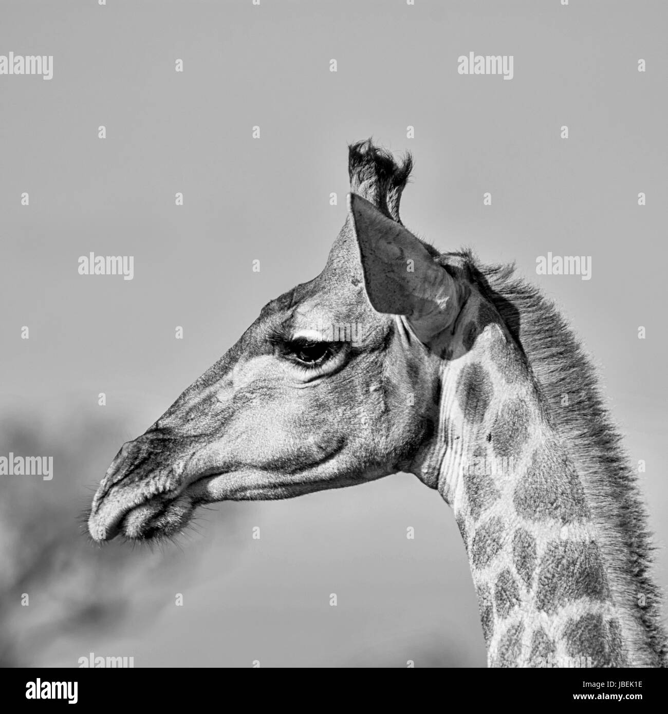 Giraffe standing side by side Black and White Stock Photos & Images - Alamy