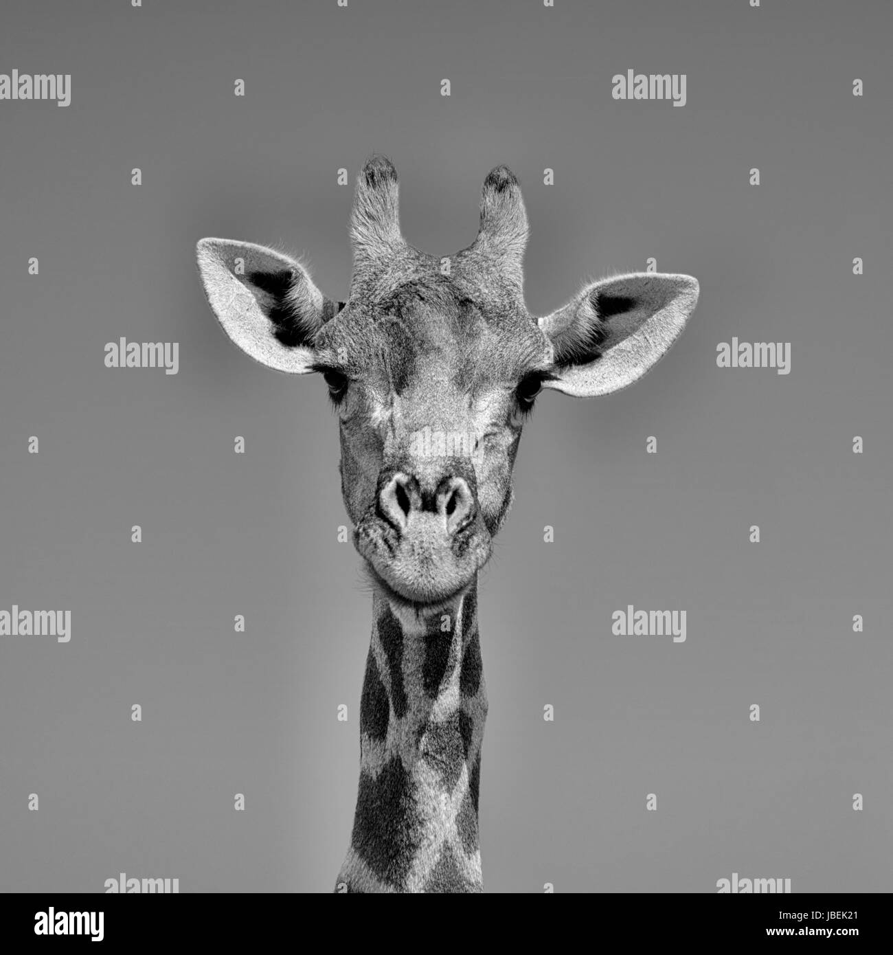 A closeup facial portrait of a giraffe in Southern Africa Stock Photo ...