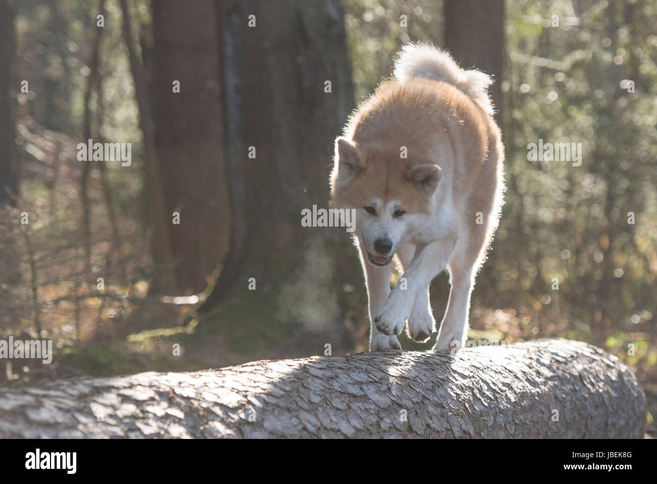 red female japanese akita Stock Photo - Alamy