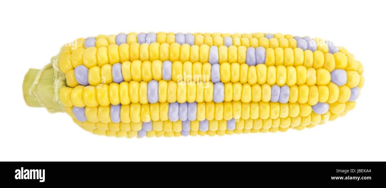 ear of corn isolated on a white background (with clipping work path ...