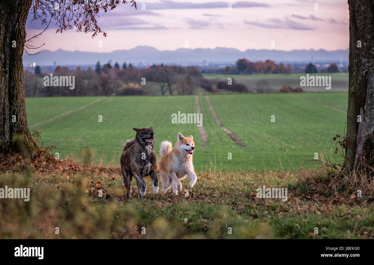 two dogs running Stock Photo - Alamy