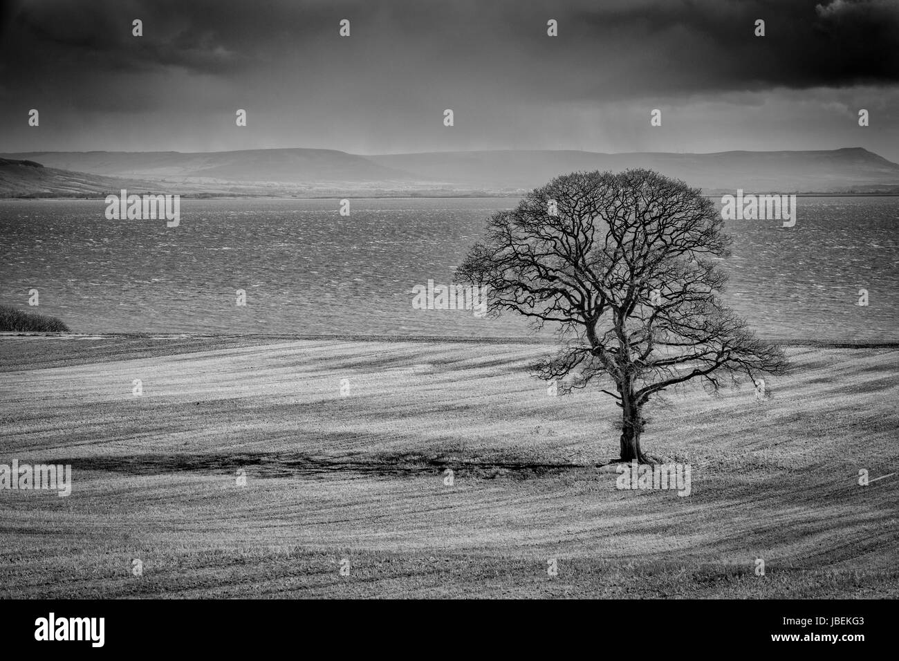 single tree casting a shadow Stock Photo - Alamy
