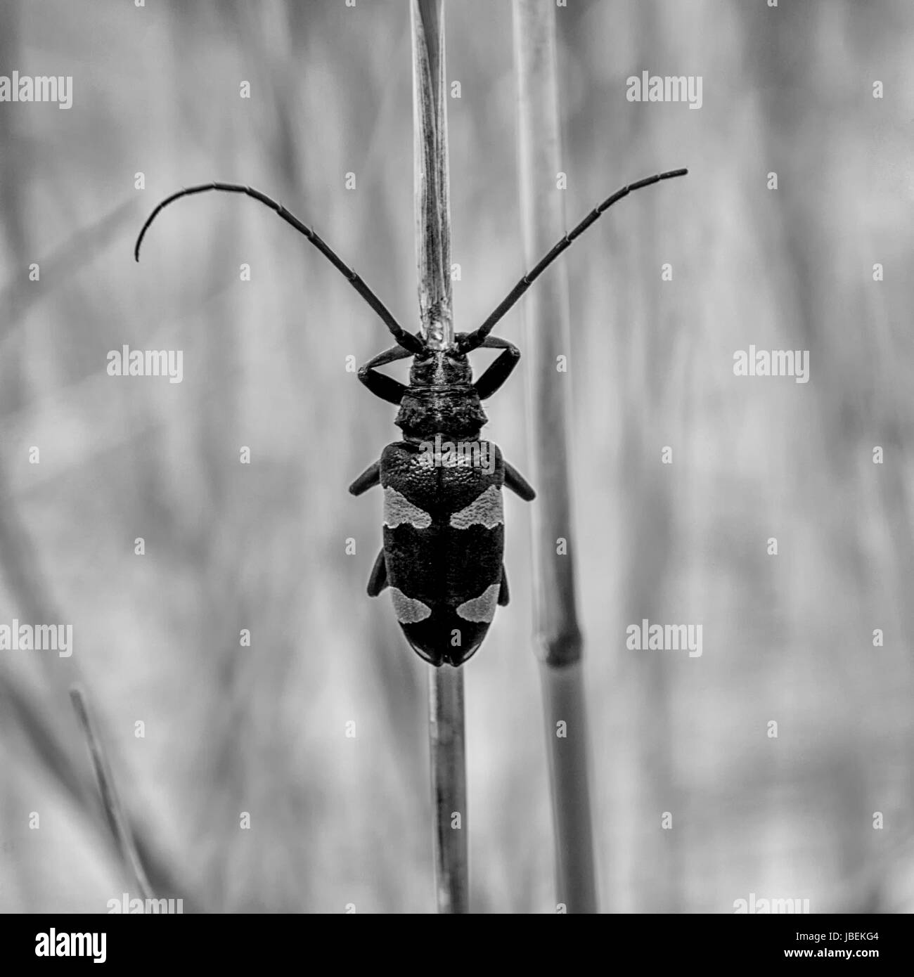 African black beetle Black and White Stock Photos & Images - Alamy