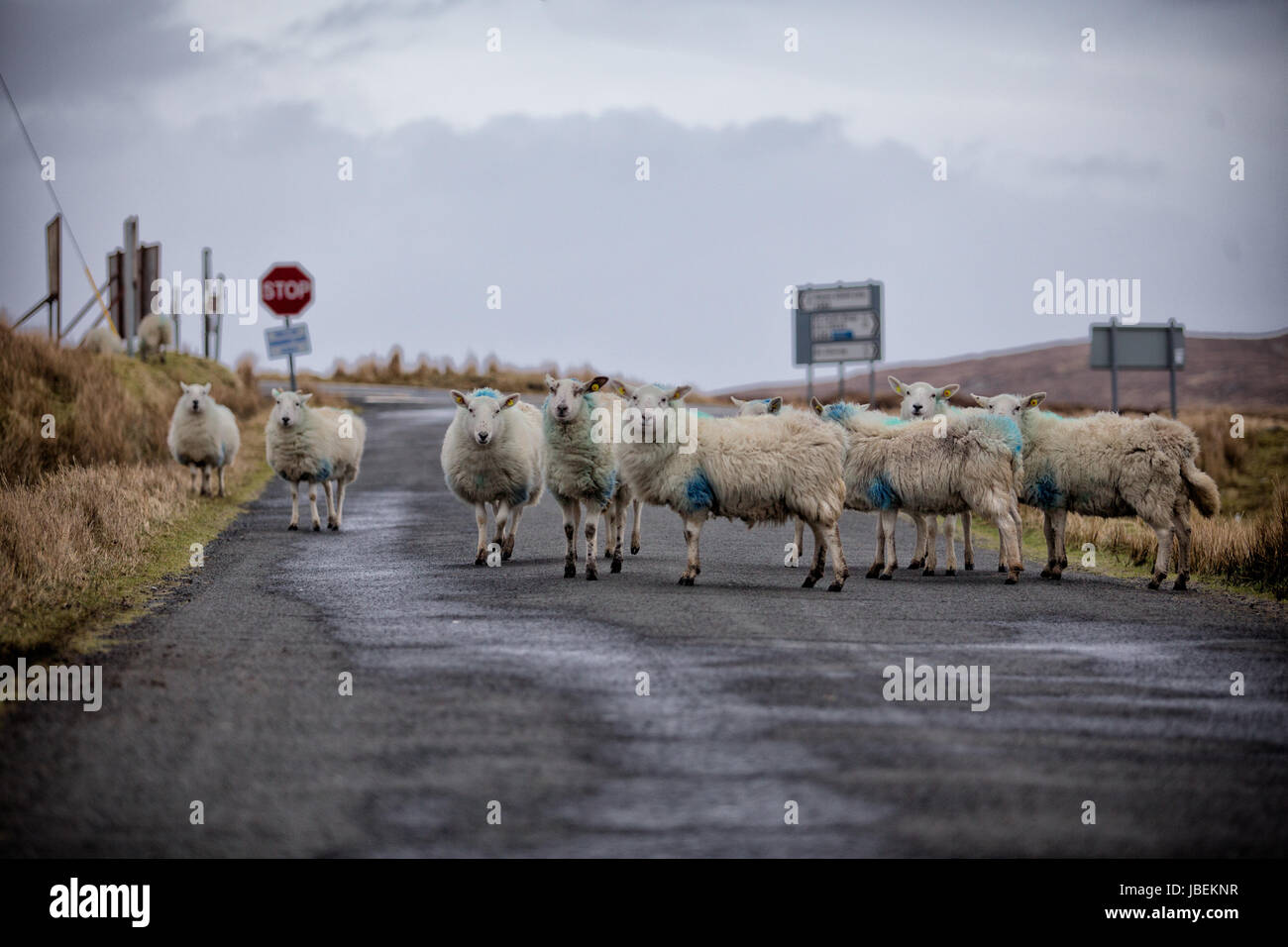 The wild atlantic way sign sheep hi-res stock photography and images ...