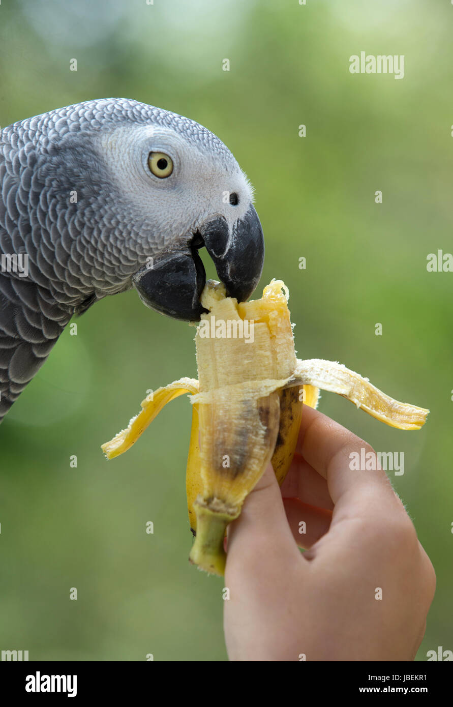 parrot bird sitting on the perch Stock Photo - Alamy