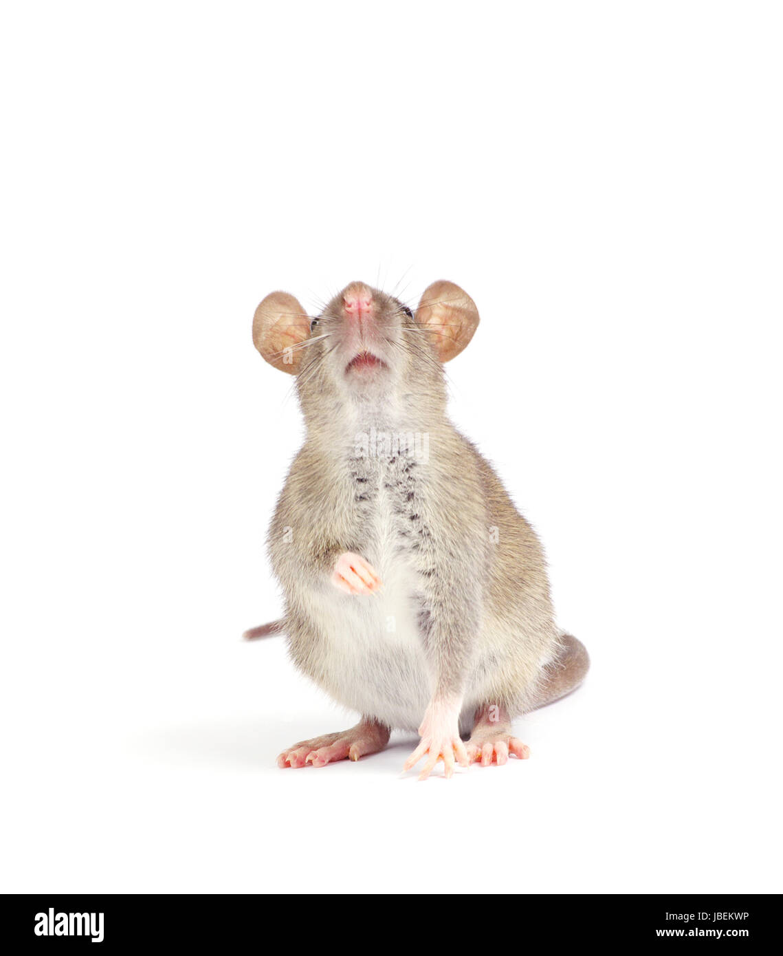 rat isolated on white background Stock Photo - Alamy