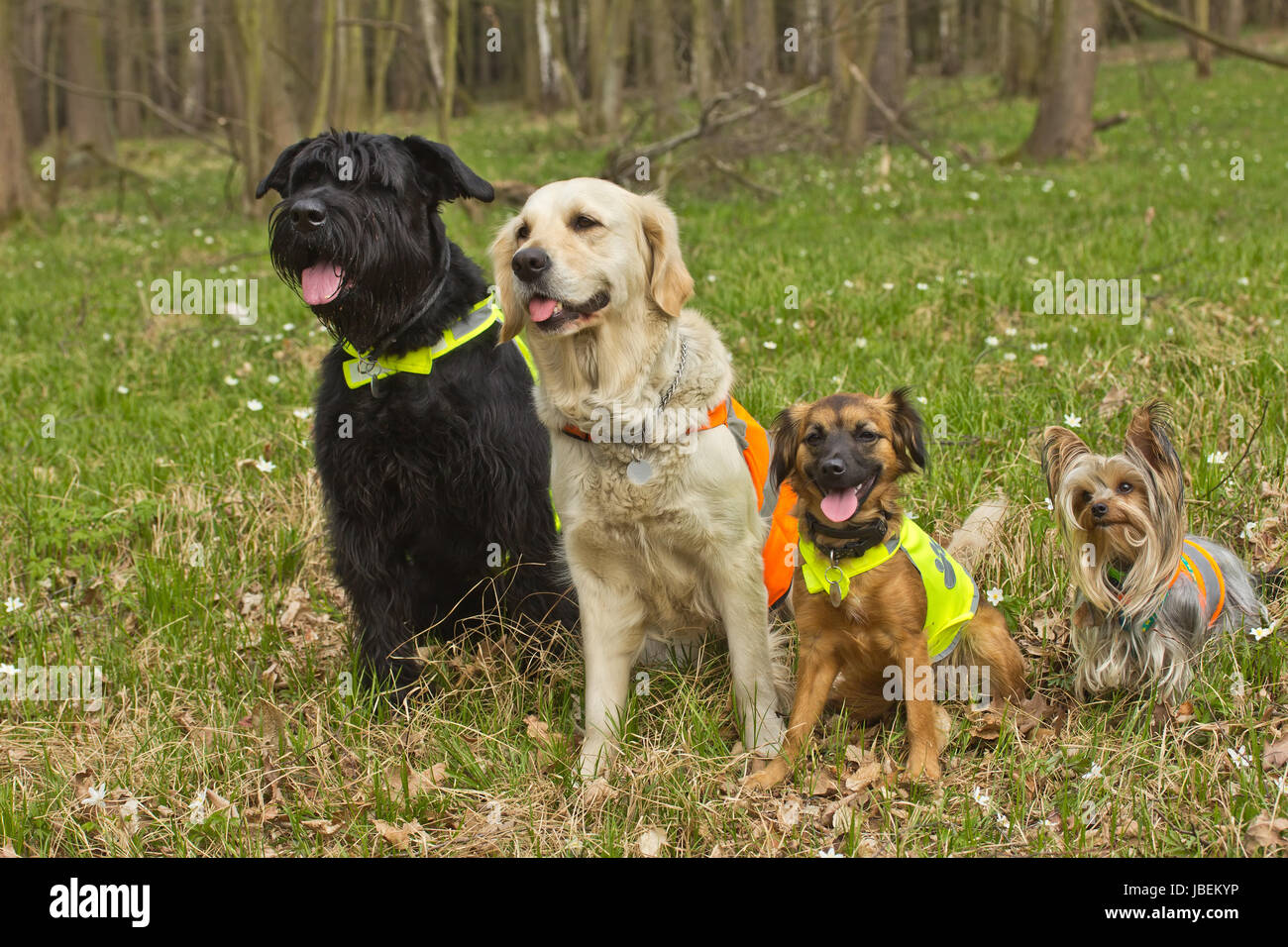 Group of dogs are sitting in the forest. The the dog are wearing a ...