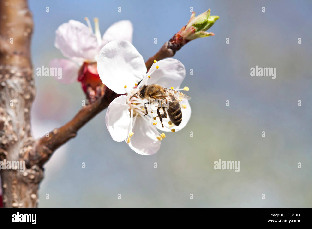 Honey bee enjoying peach blossom on a lovely spring day Stock Photo - Alamy