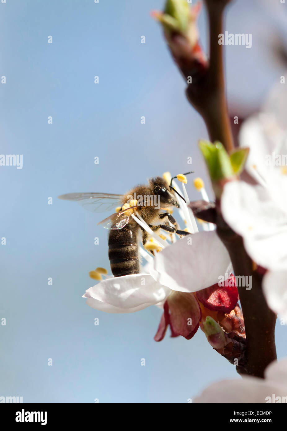 Honey bee enjoying peach blossom on a lovely spring day Stock Photo - Alamy