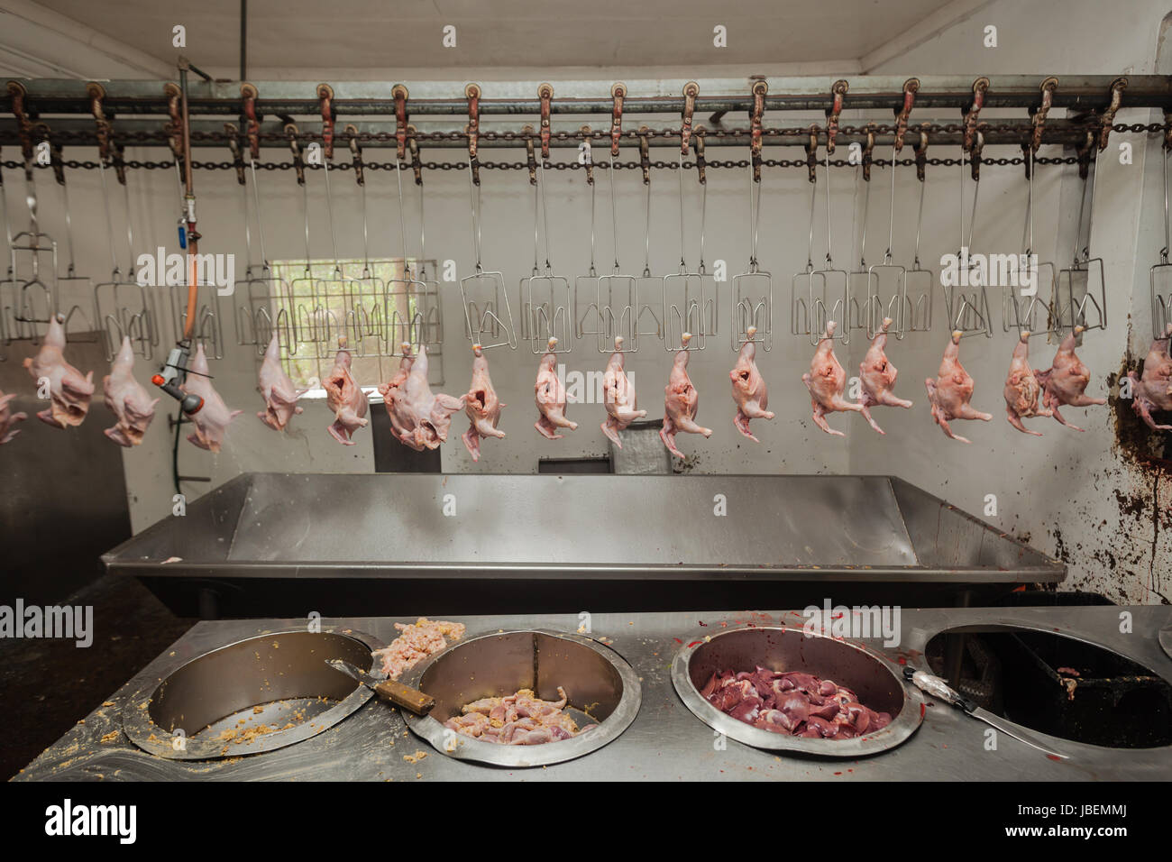Processing poultry hi-res stock photography and images - Alamy
