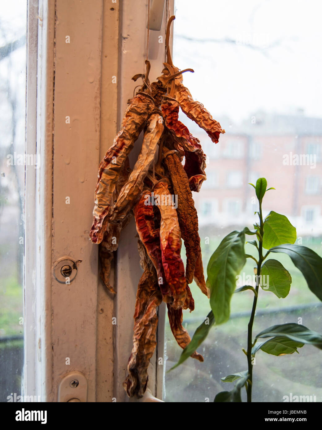 Windows sprout hi-res stock photography and images - Alamy