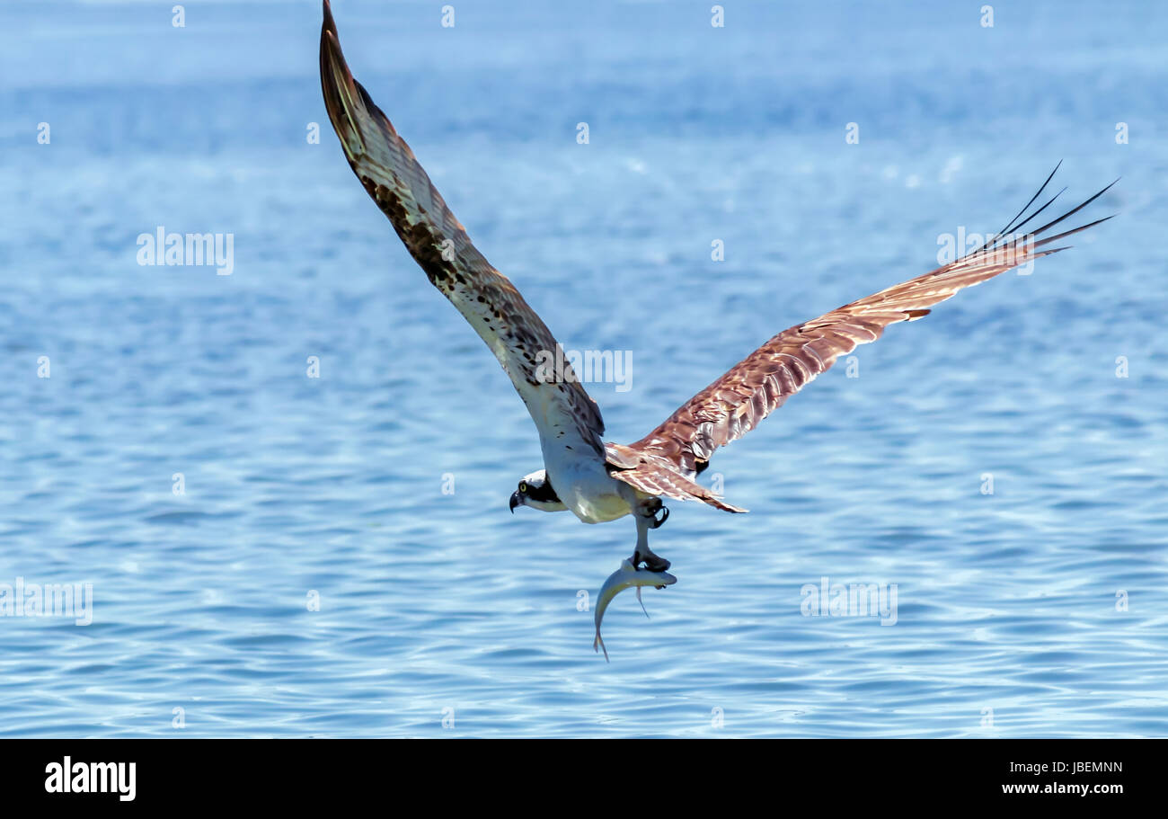 Osprey bird flying and fishing Stock Photo - Alamy